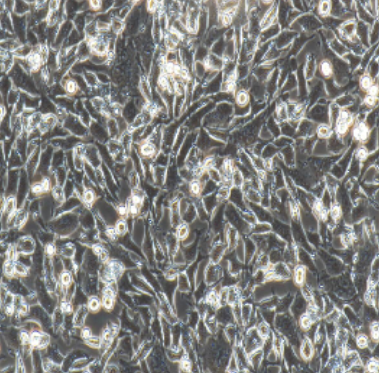 小鼠肺上皮细胞MLE-12 - 广州速研生物科技有限公司