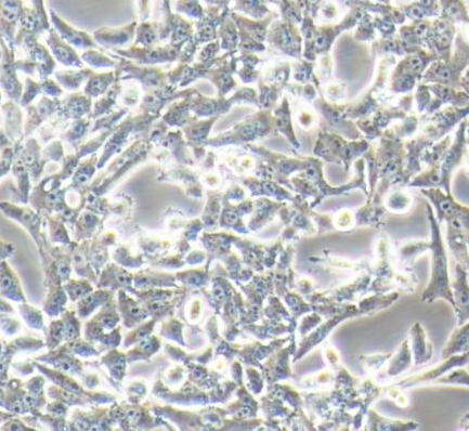 人正常肝细胞WRL68 - 广州速研生物科技有限公司