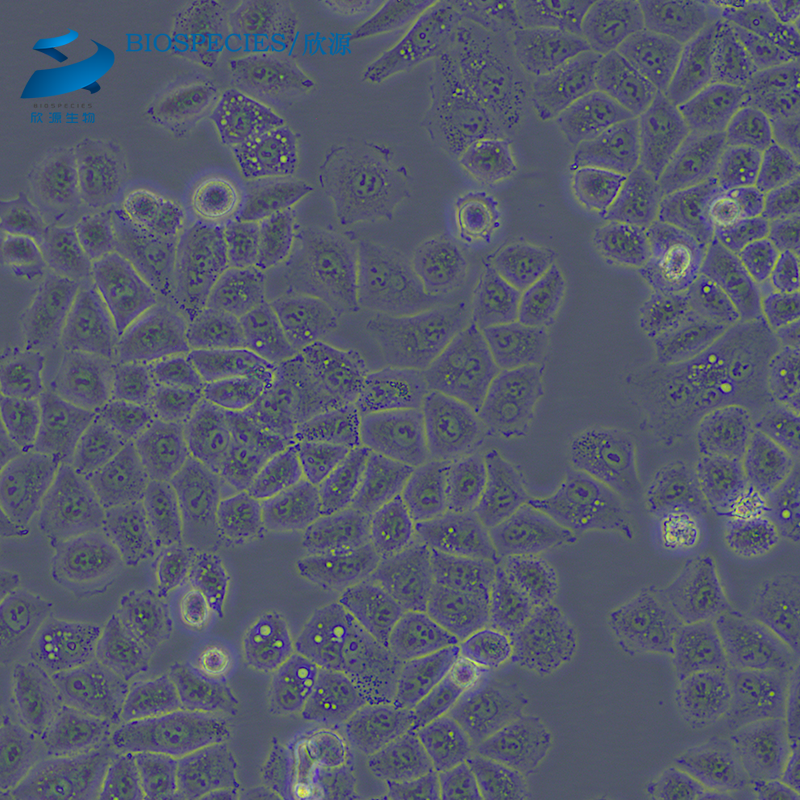人正常卵巢上皮细胞IOSE-80（STR鉴定已通过） - 广州速研生物科技有限公司